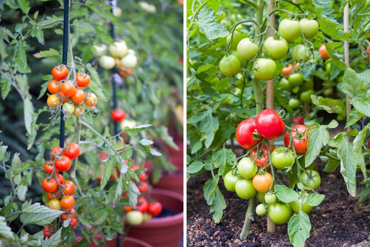 A Guide to Pruning and Training Your Tomatoes | The Seed Collection